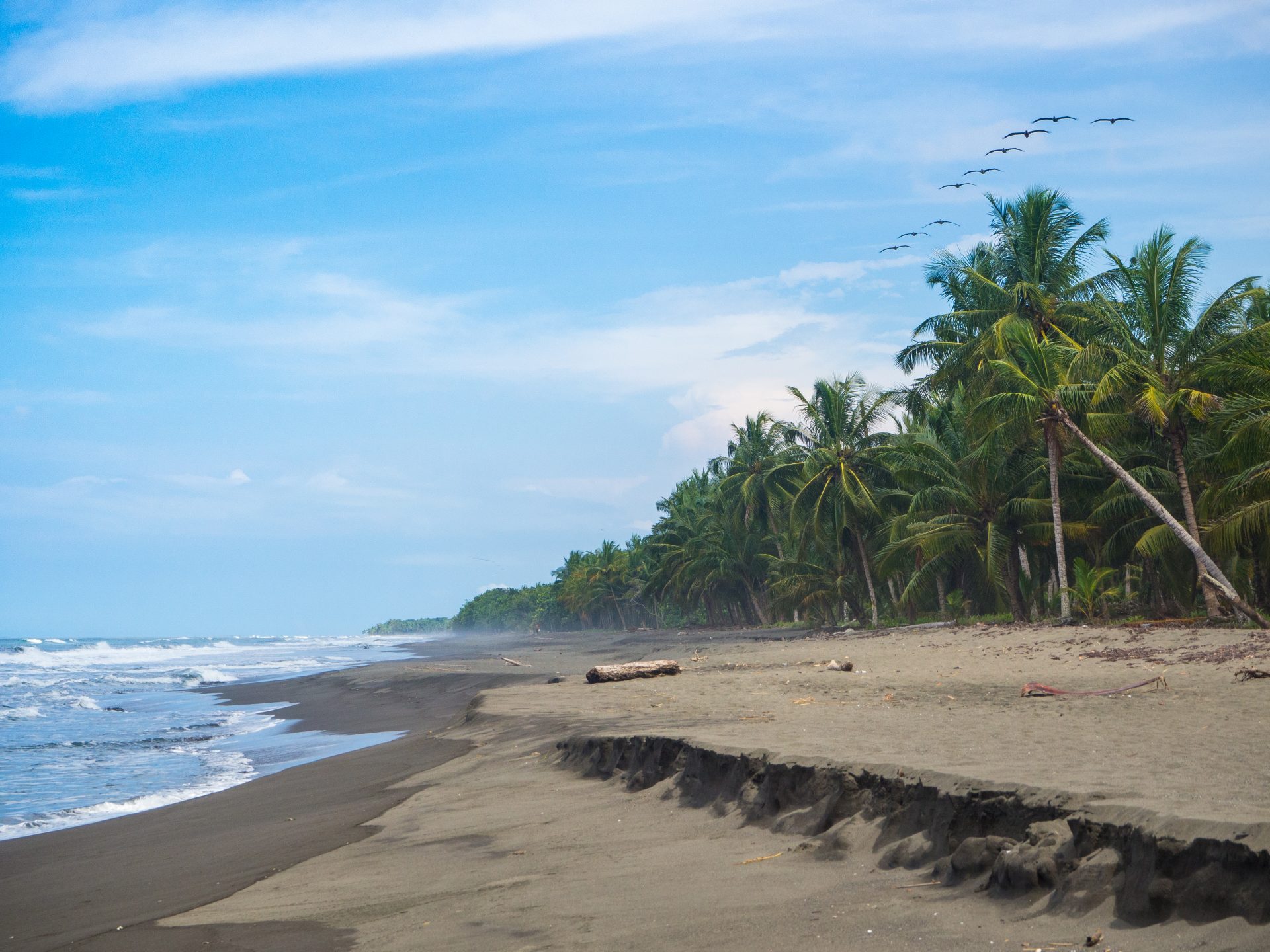 Pacuare Leatherback Nesting Beach Project - Seeachange